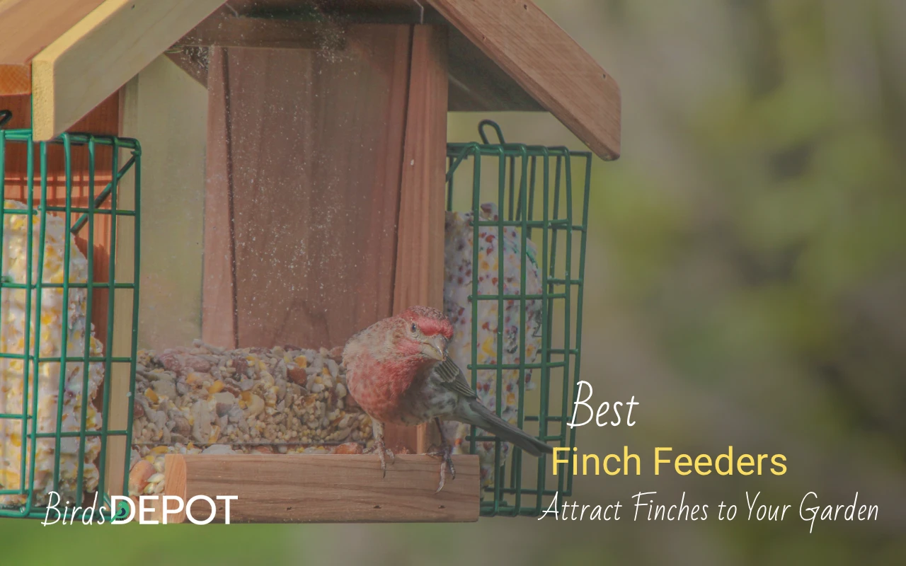 Best Finch Feeders: Top Picks to Attract Finches to Your Garden
