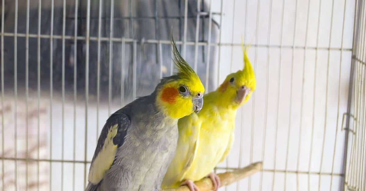 Top 5 Best Bird Cages on Amazon for Every Budget (Top Picks & Reviews)