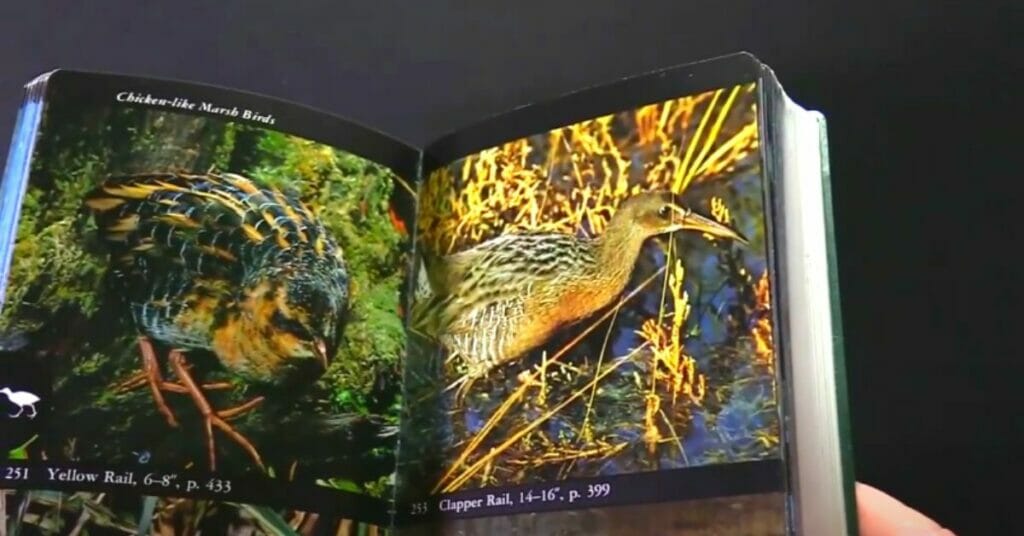 Birdwatching Resources: Guides to Improve Birding