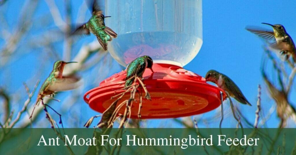 3 Best ant moat for hummingbird feeders in 2022 - BirdsDepot | Bird ...