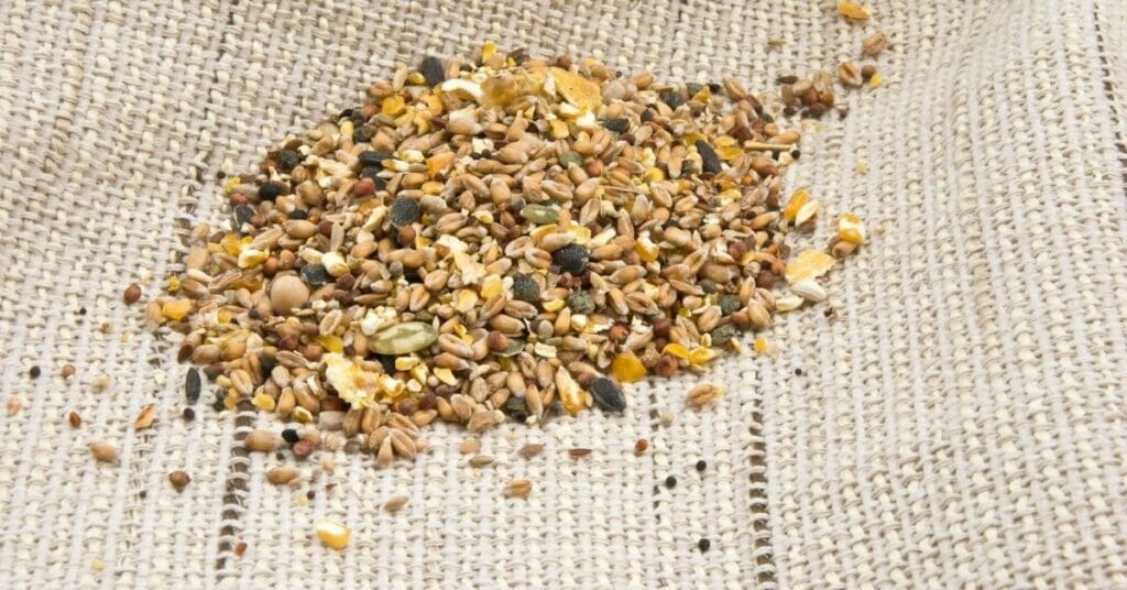 How To Make A Bird Feeder Seed Catcher 2 Ways? - BirdsDepot