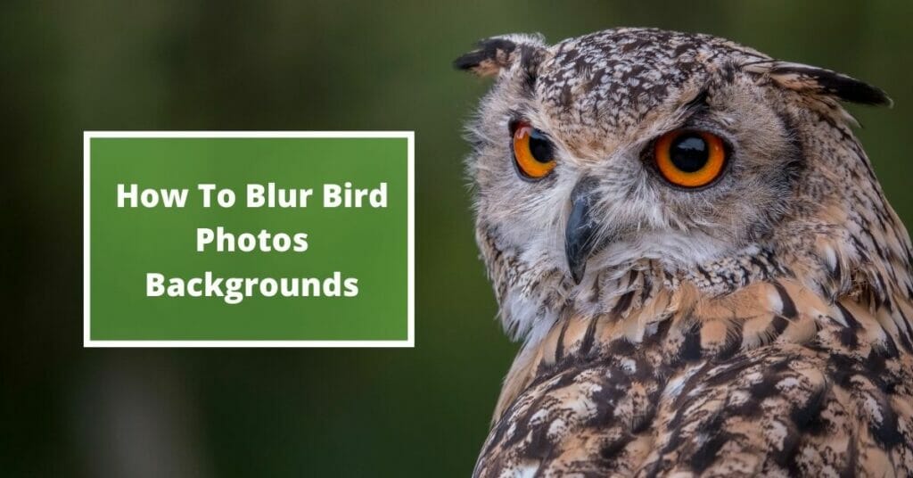 How To Blur Background In Bird Photography? - BirdsDepot