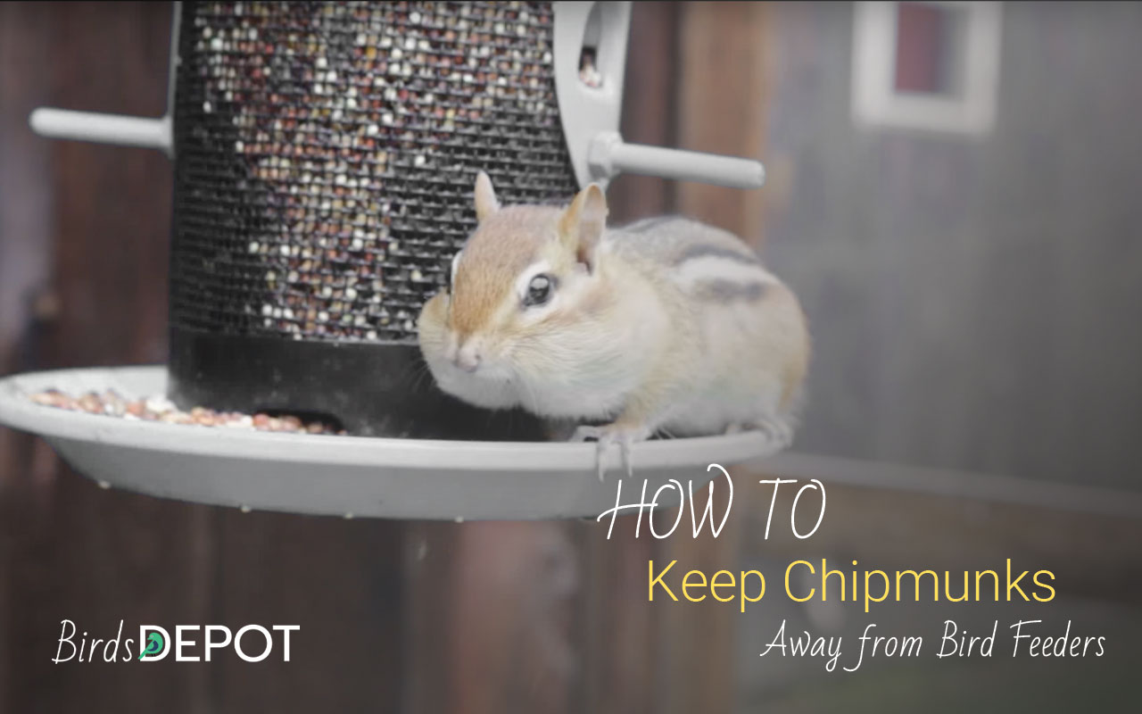 20 Effective Ways to Keep Chipmunks Away from Bird Feeder